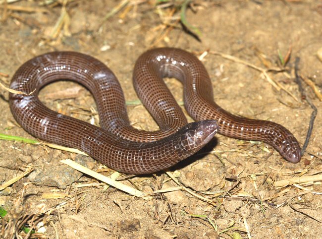 Amphisbaenia - Worm Lizard: Subordo Amphisbaenia - Worm Lizard