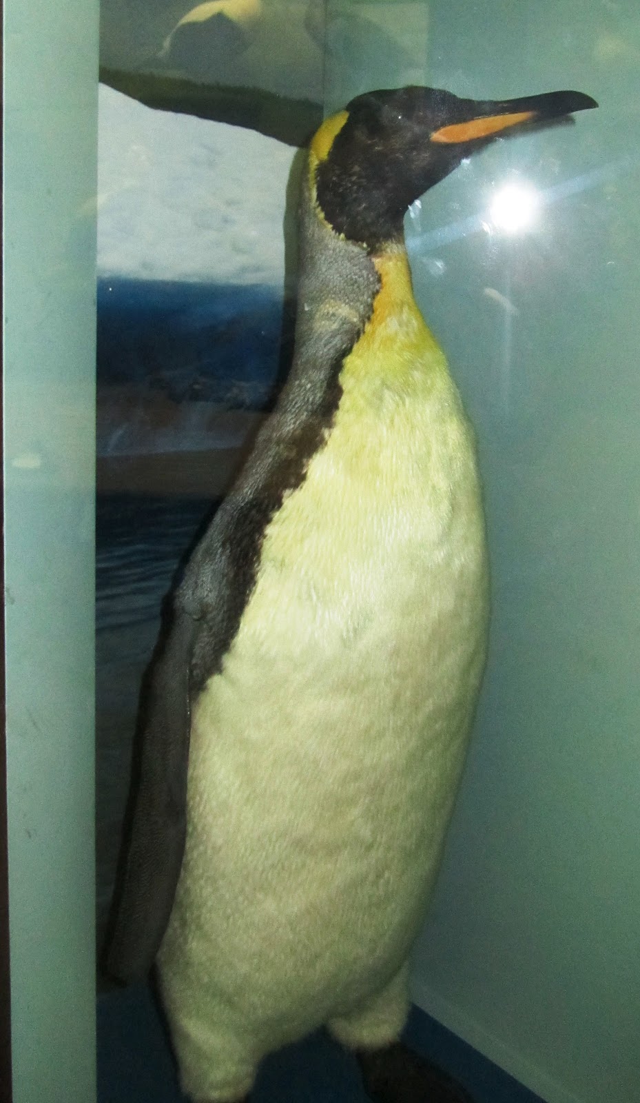 Museum of Natural History: World Penguin Day
