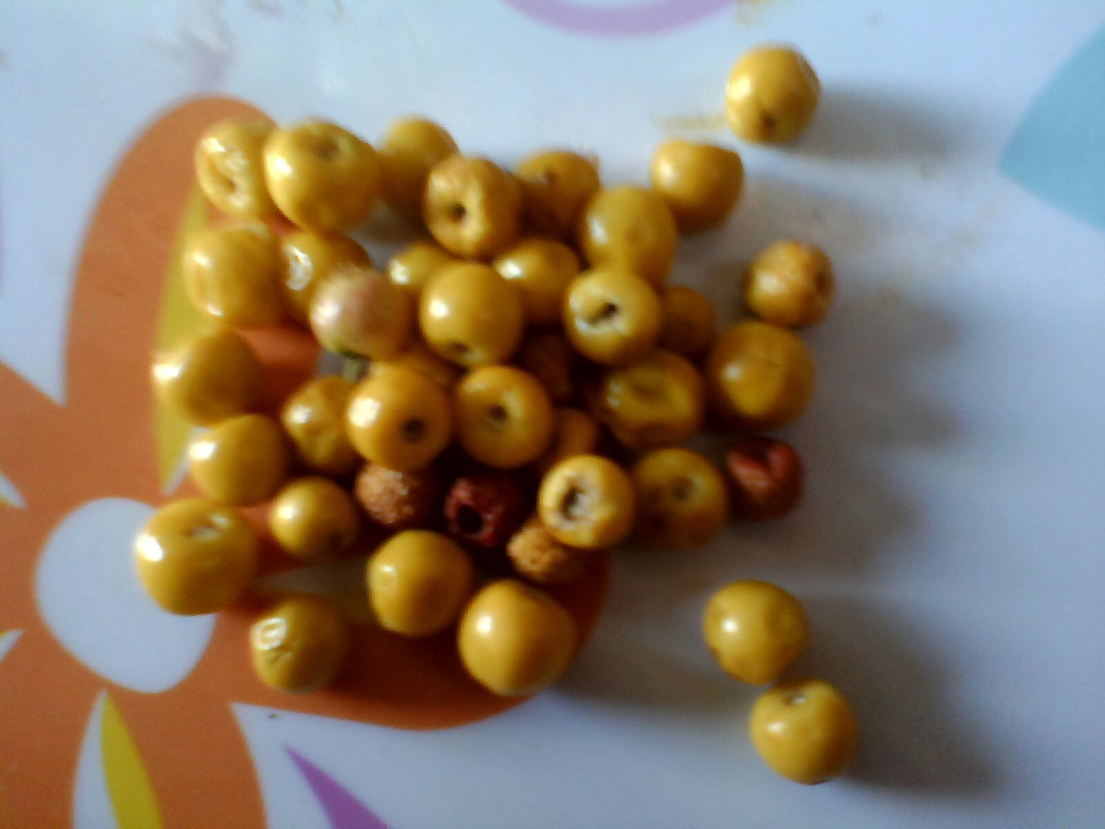 Como Plantar o Muricy do Amazônia ~ Viveiro SBERC - LTDA