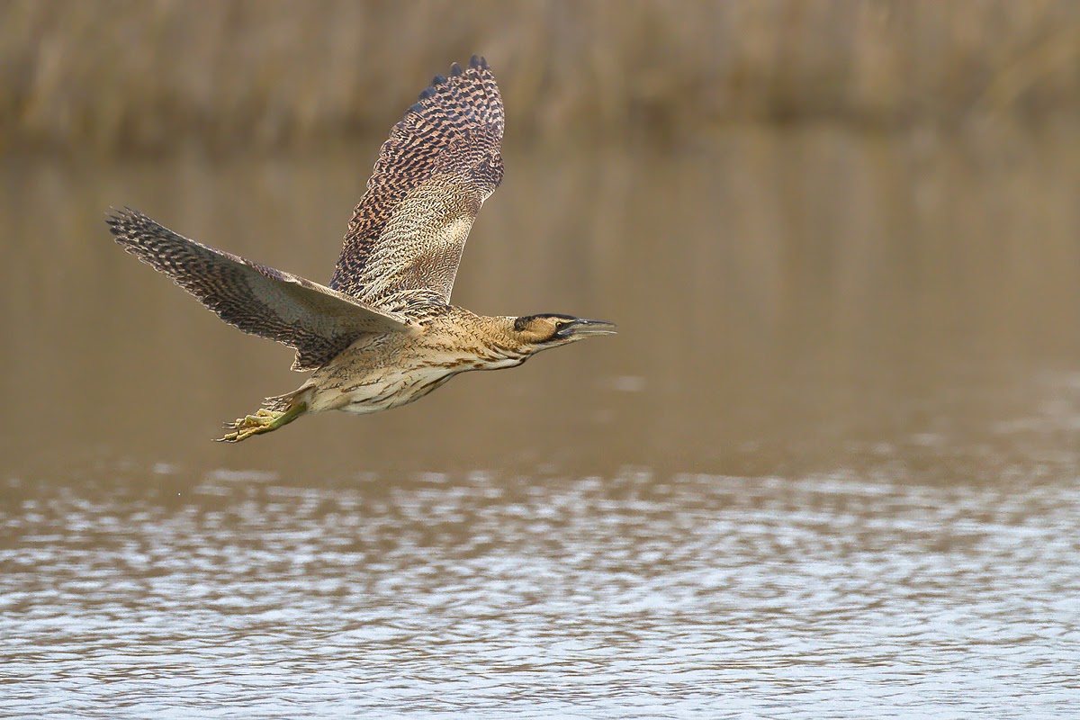 Bird Photography Spain : Avetoro común (Botaurus stellaris)