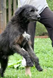 CachorrosBlogs.: Barbudo - Cachorros.