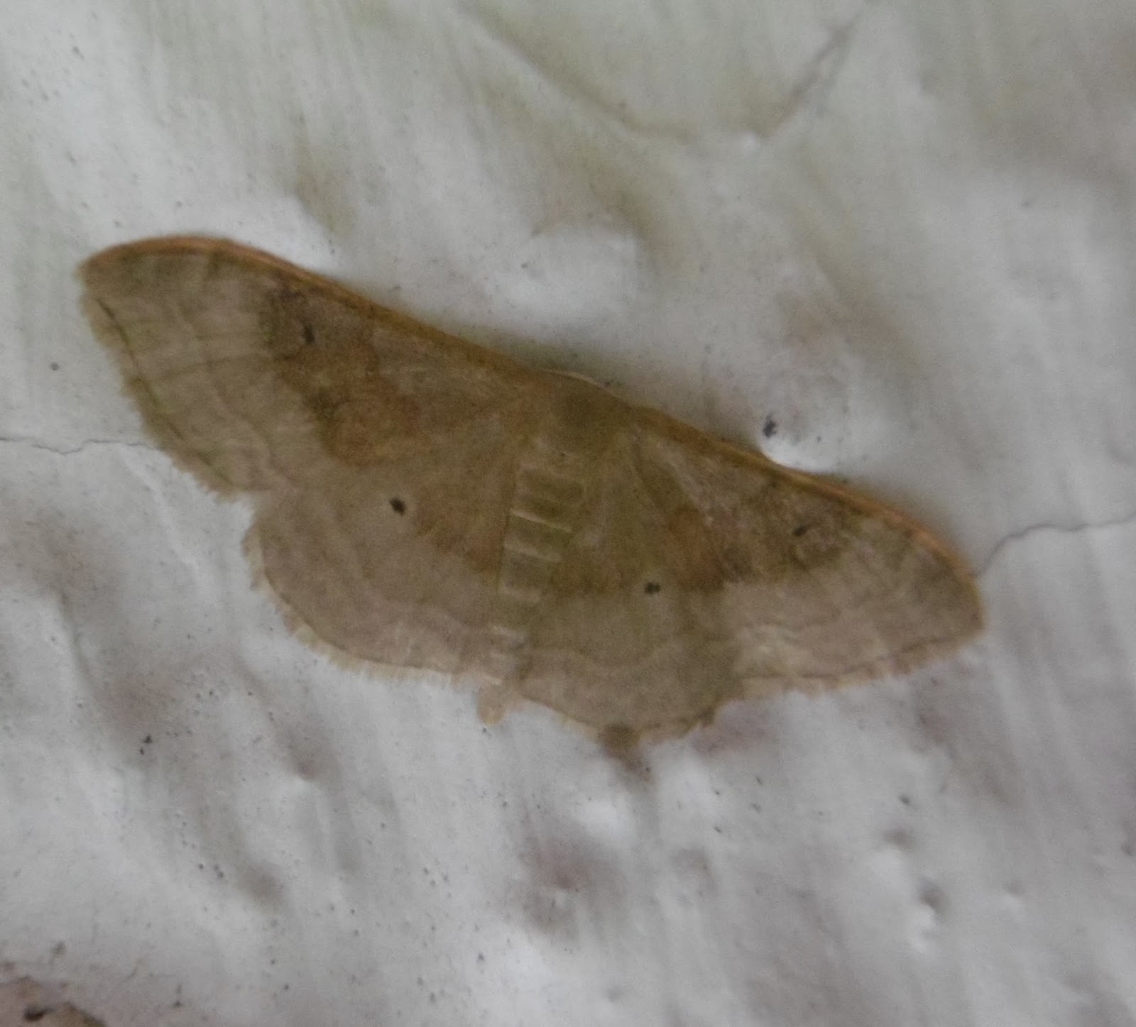 Martin's Moths: Holiday moths