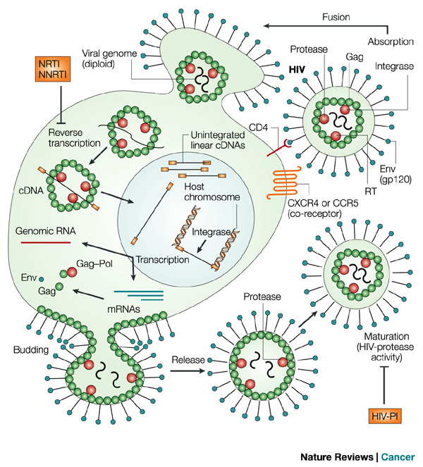 HIV Life Cycle - BrainStrom