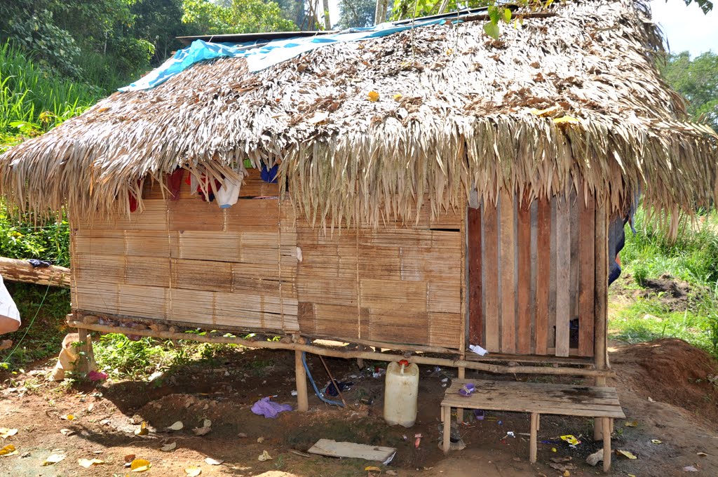 The Olive Journey: Jahai Tribe of Belum Rainforest - Temenggor, Malaysia