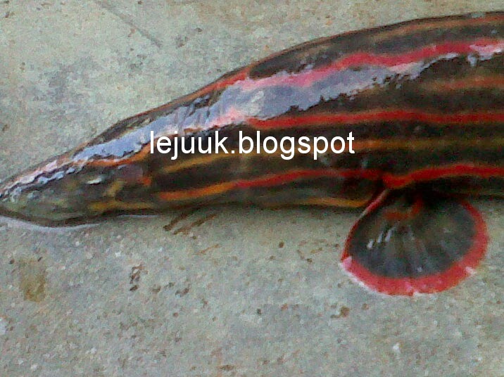 Lejuk kan Belitong: IKAN TILAN