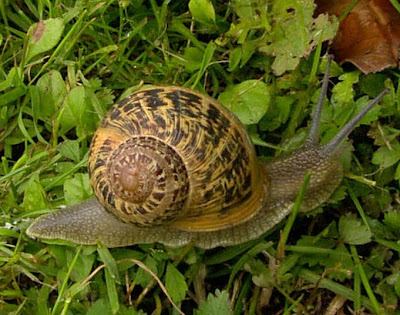 La Chachipedia: Moluscos