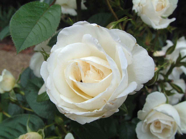 White Roses.