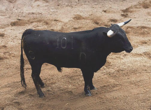 LOS TOROS CON AGUSTÍN HERVÁS.: EL NOVILLO DE MADRID Y EL NOVILLO DE SEVILLA