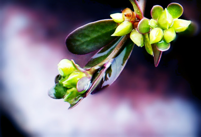 Hasil Hunting Foto Macro Bunga Hari Ini - WEB | LOVEHEAVEN 07