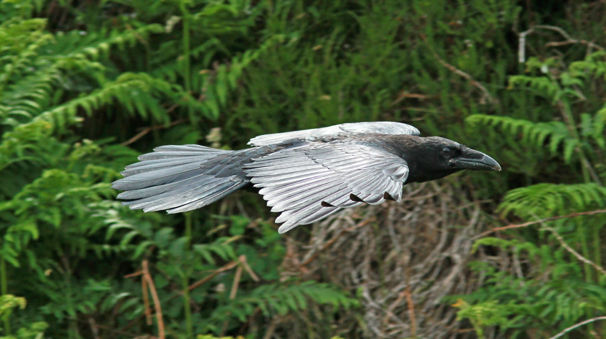 Steve's Birding And Wildlife Blog.: North Devon 24th - 28th June 2013