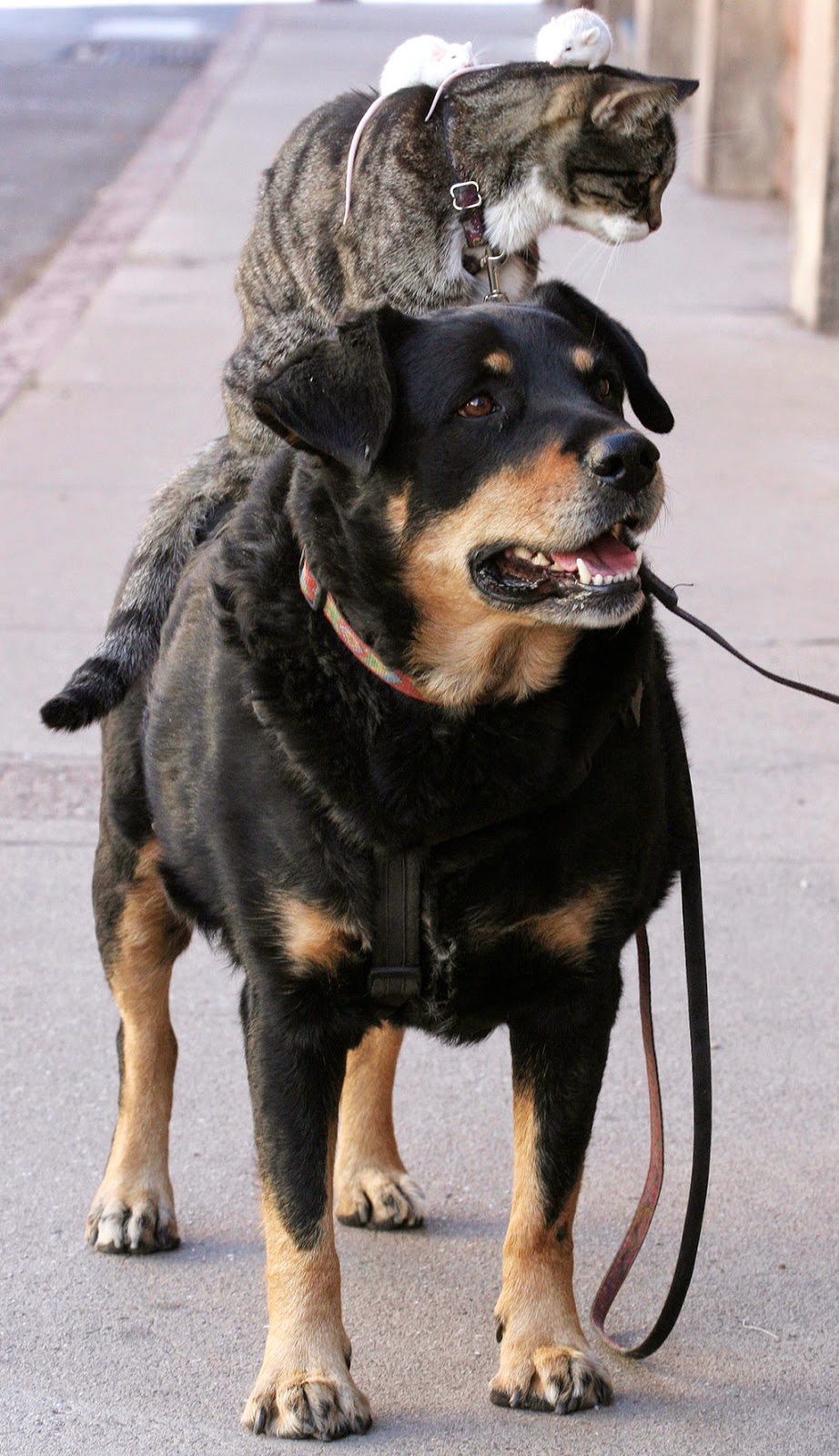 White Wolf : 15 Unusual Animal Friendships That Will Melt Your Heart