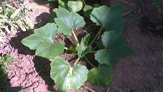 How To Grow Organic Courgettes