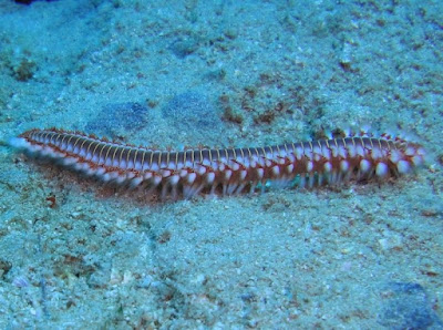 Maredolce: IL VERME CANE