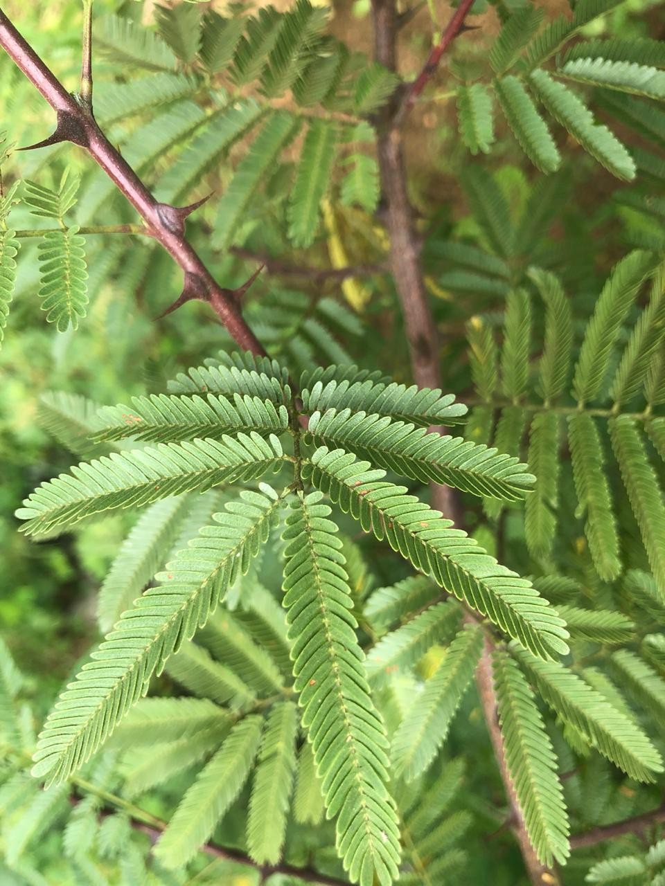 Coleções Virtuais: Planta 1: Jurema-Preta