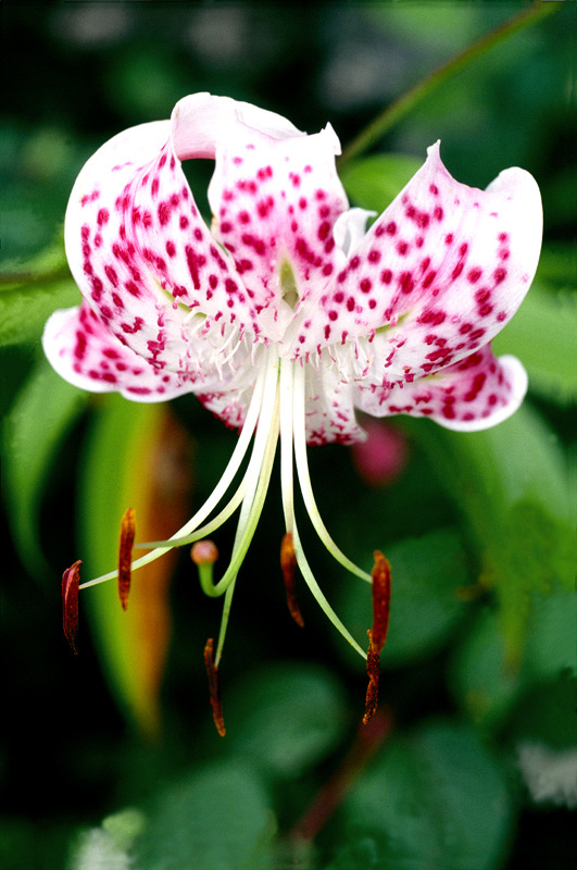 Fichas de Plantas: La Azucena Silvestre