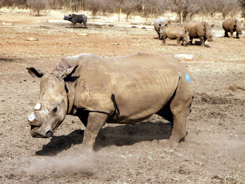 Perburuan cula badak di afrika | Taman Bacaan Online