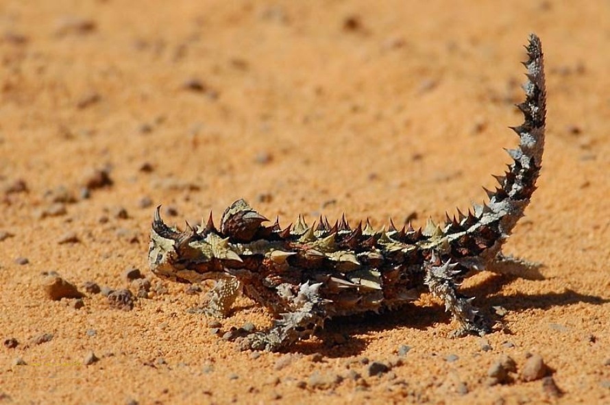 THORNY DRAGON photos - wallpapers (ανανεωμένο) | the fun bank