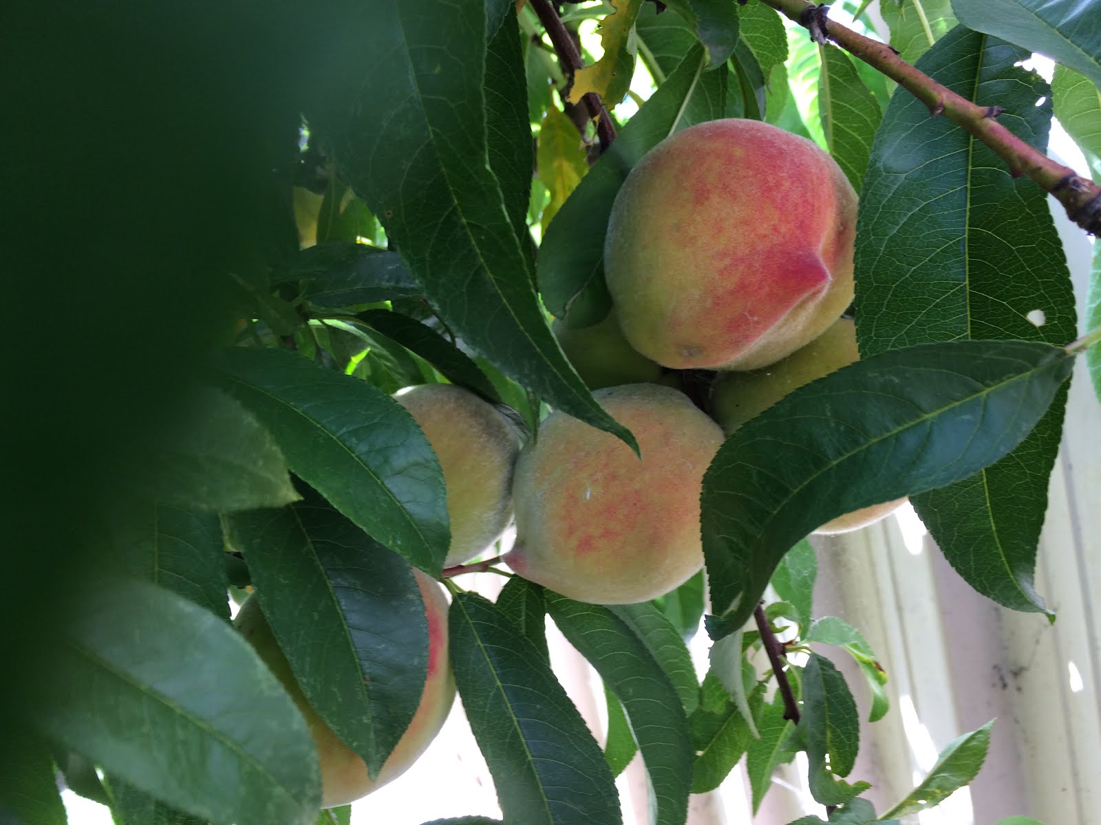 Free-Form Peach & Raspberry Tart (Adapted From Donna Hay)