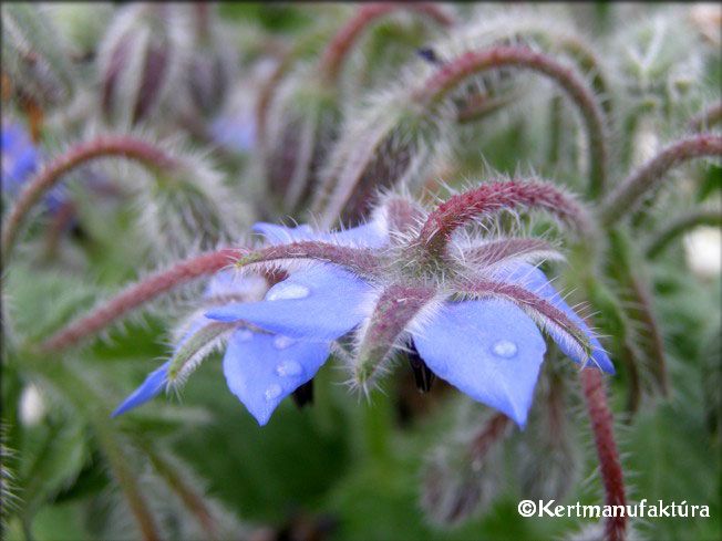 Kertmanufaktúra: A kerti borágó