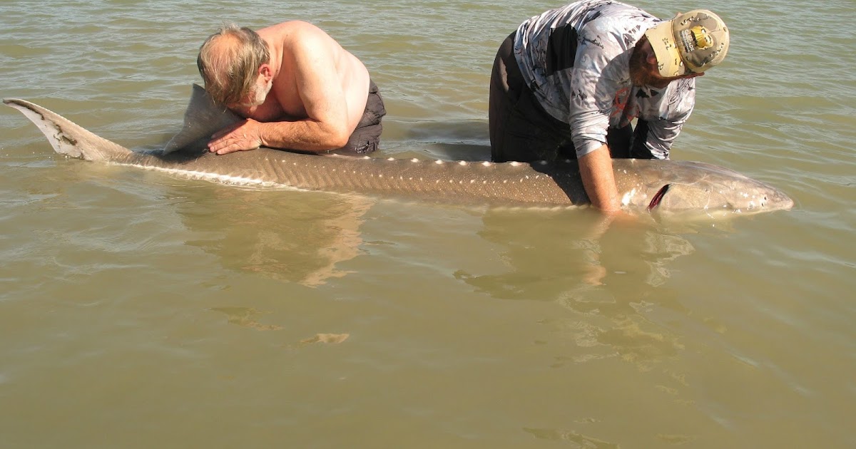 Travelling Man: Canadian Sturgeon