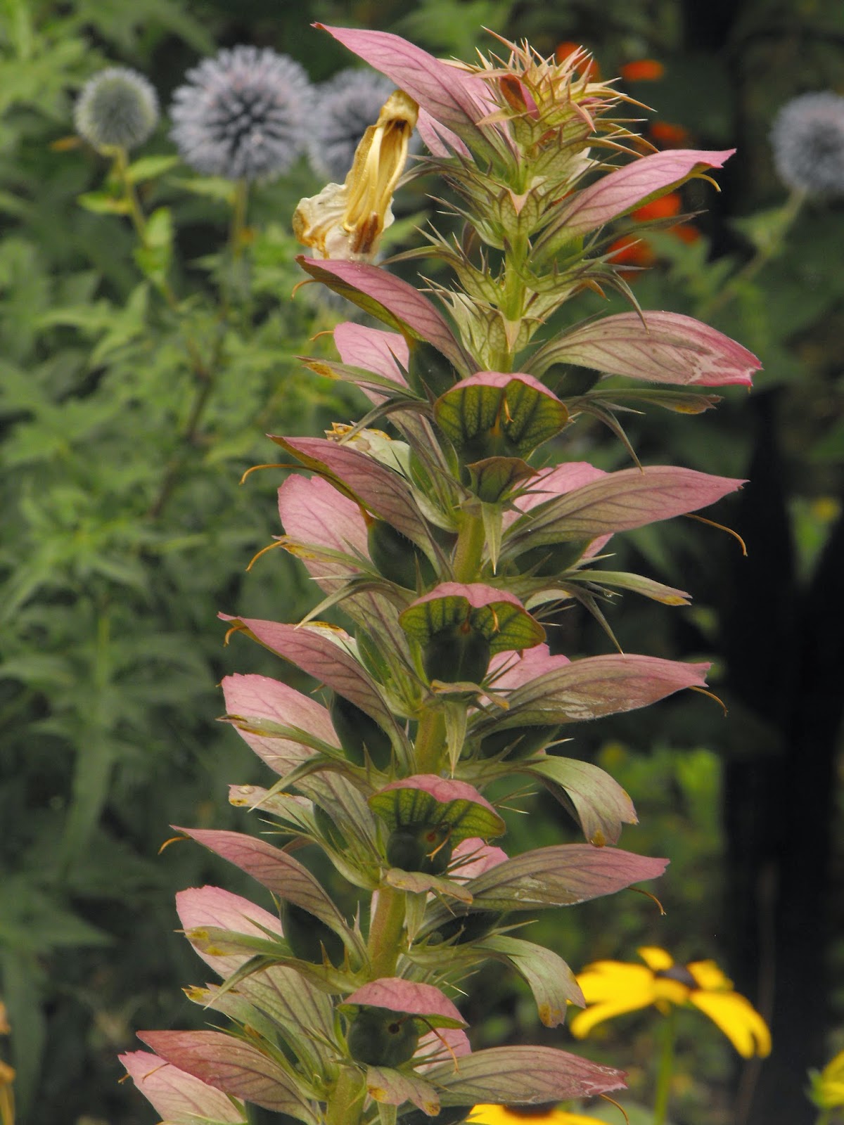 [Amanda MacLean]: Arboretum