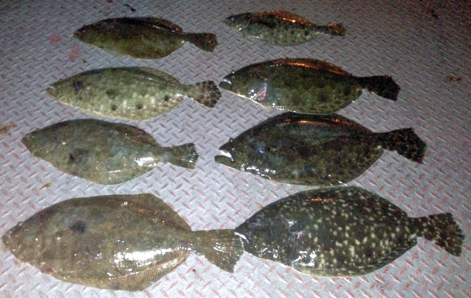 Top Water Charters Fishing Reports and News Beaufort Morehead City ...