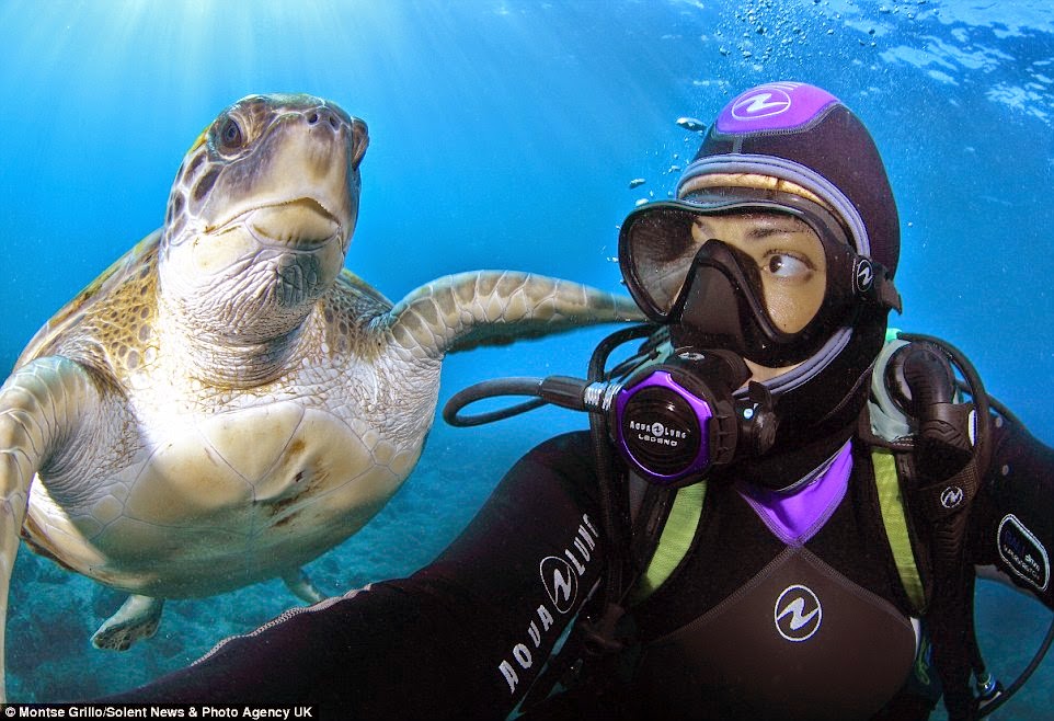 Magnificas imágenes de tortugas marinas muy curiosas y tiernas en la ...