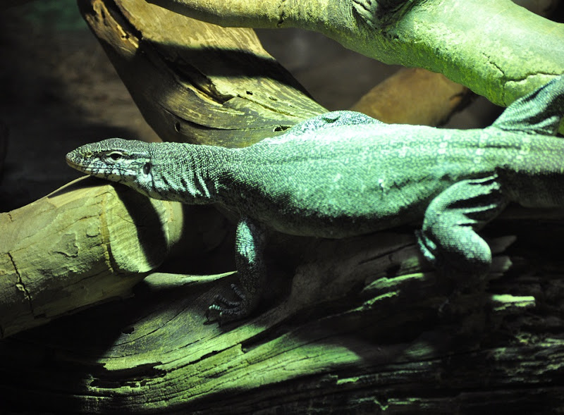 ZOOTOGRAFIANDO (6.096 ANIMALS): VARANO DEL NILO / NILE MONITOR (Varanus ...