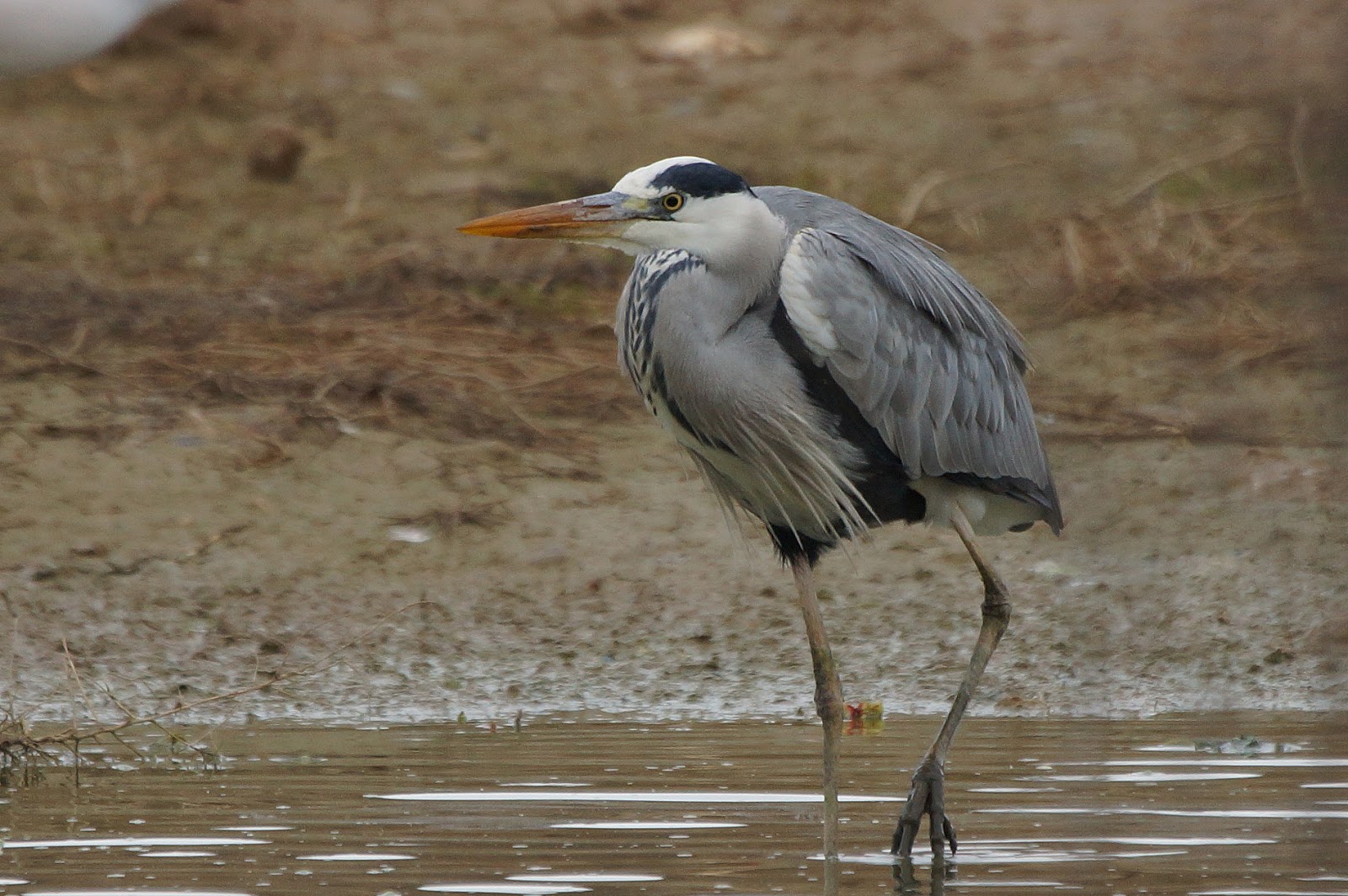 Garza real.(Ardea cinerea) | Hot HD Wallpapers