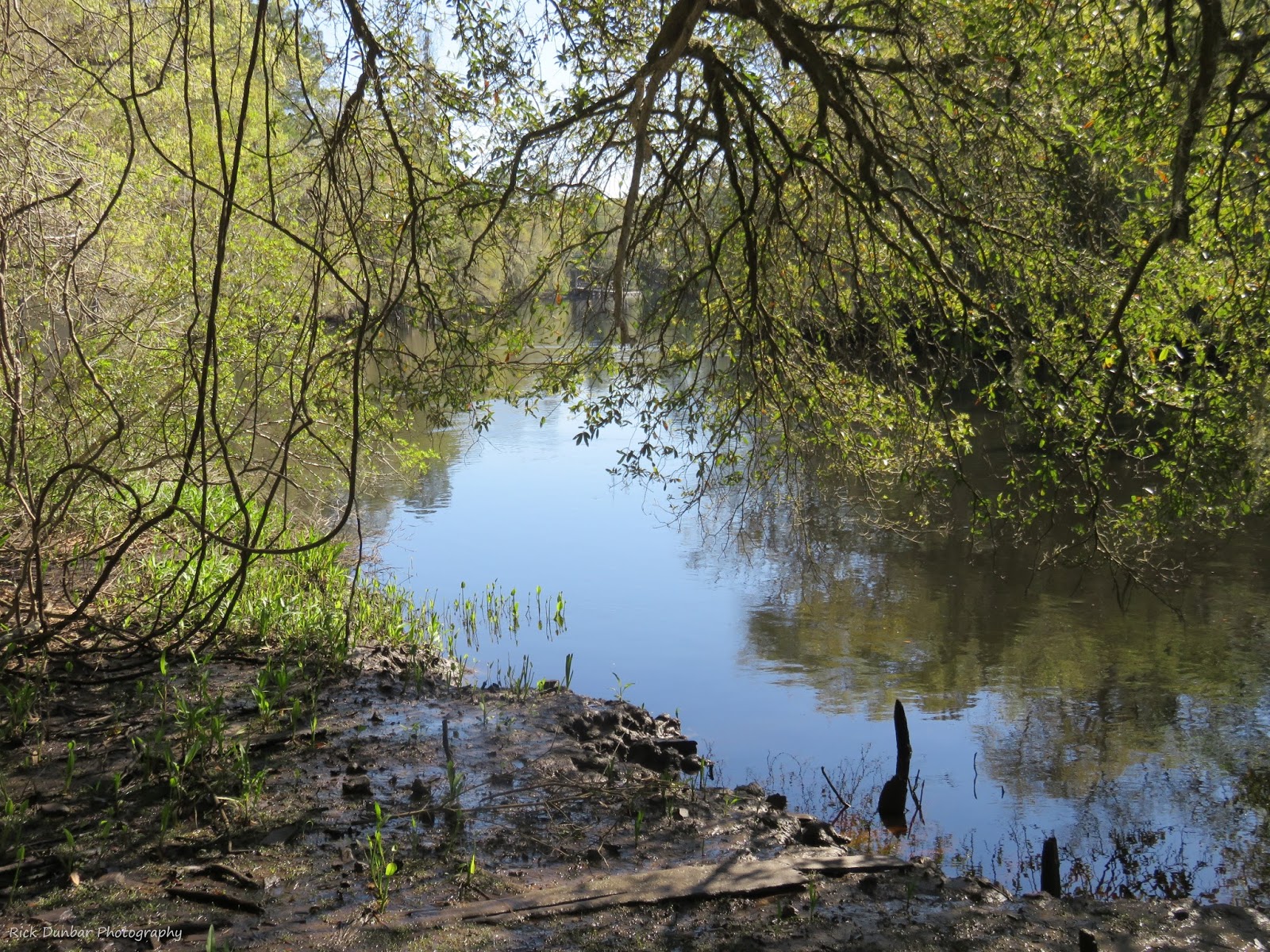 Vacation Rick: The Extraordinary Ashley River Corridor--22 miles of ...