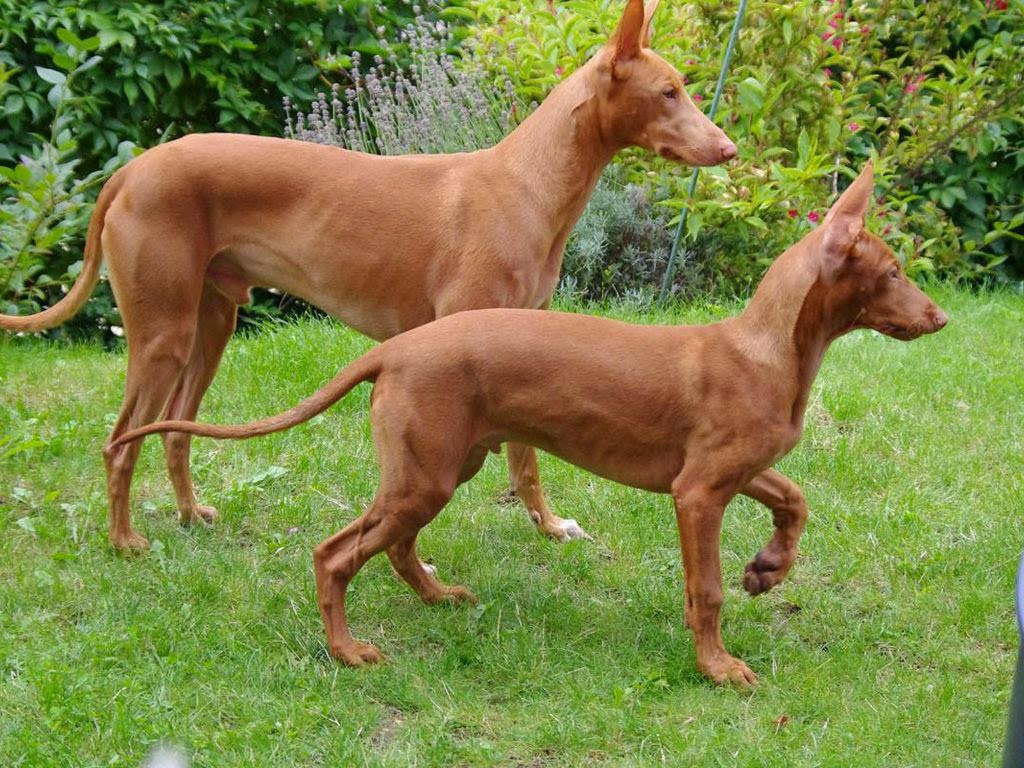 Perro de los faraones o Podenco faraónico