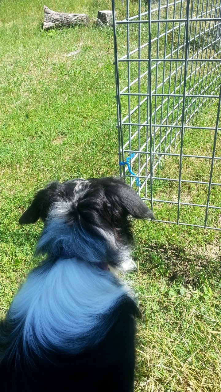 Raising Cinder, a Border Collie Puppy