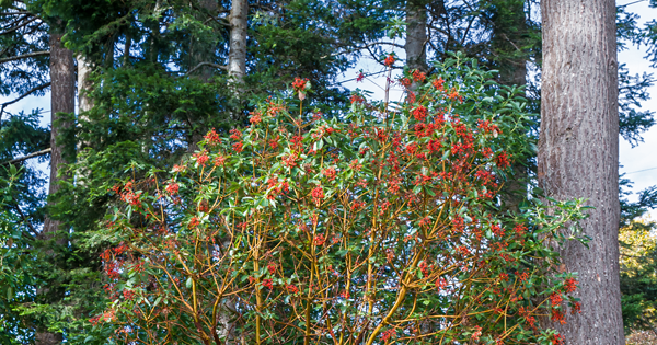 Fruiting Madrona Update