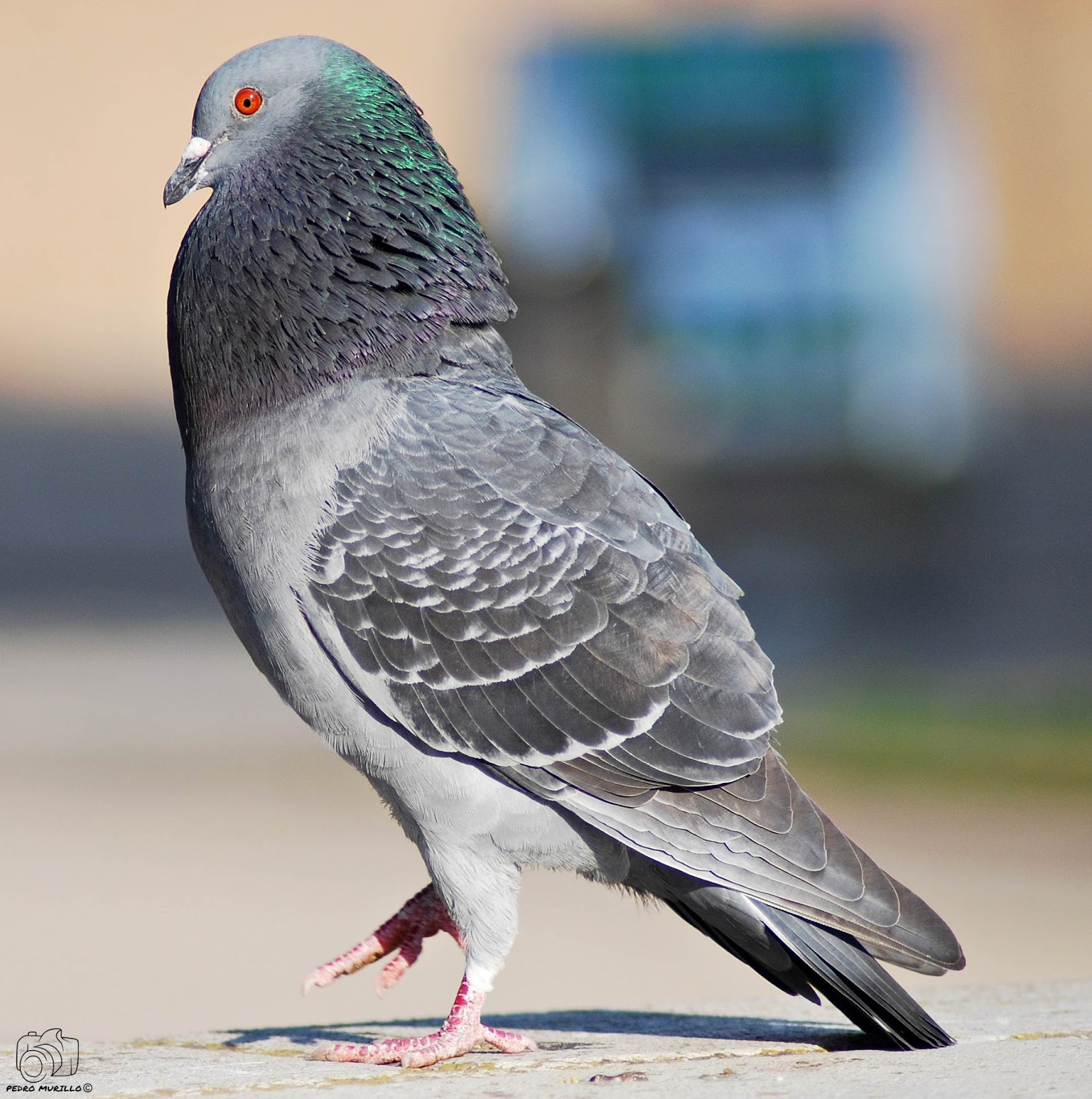 Las excursiones de Murillo "murillonature": Macho de paloma bravía ...
