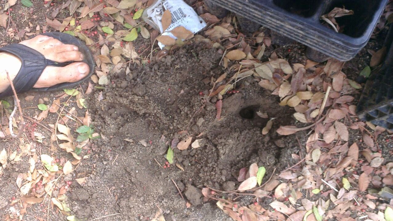 A Farmboy stuck in the city - Fox Farm - Riverside CA: Pocket Gopher ...