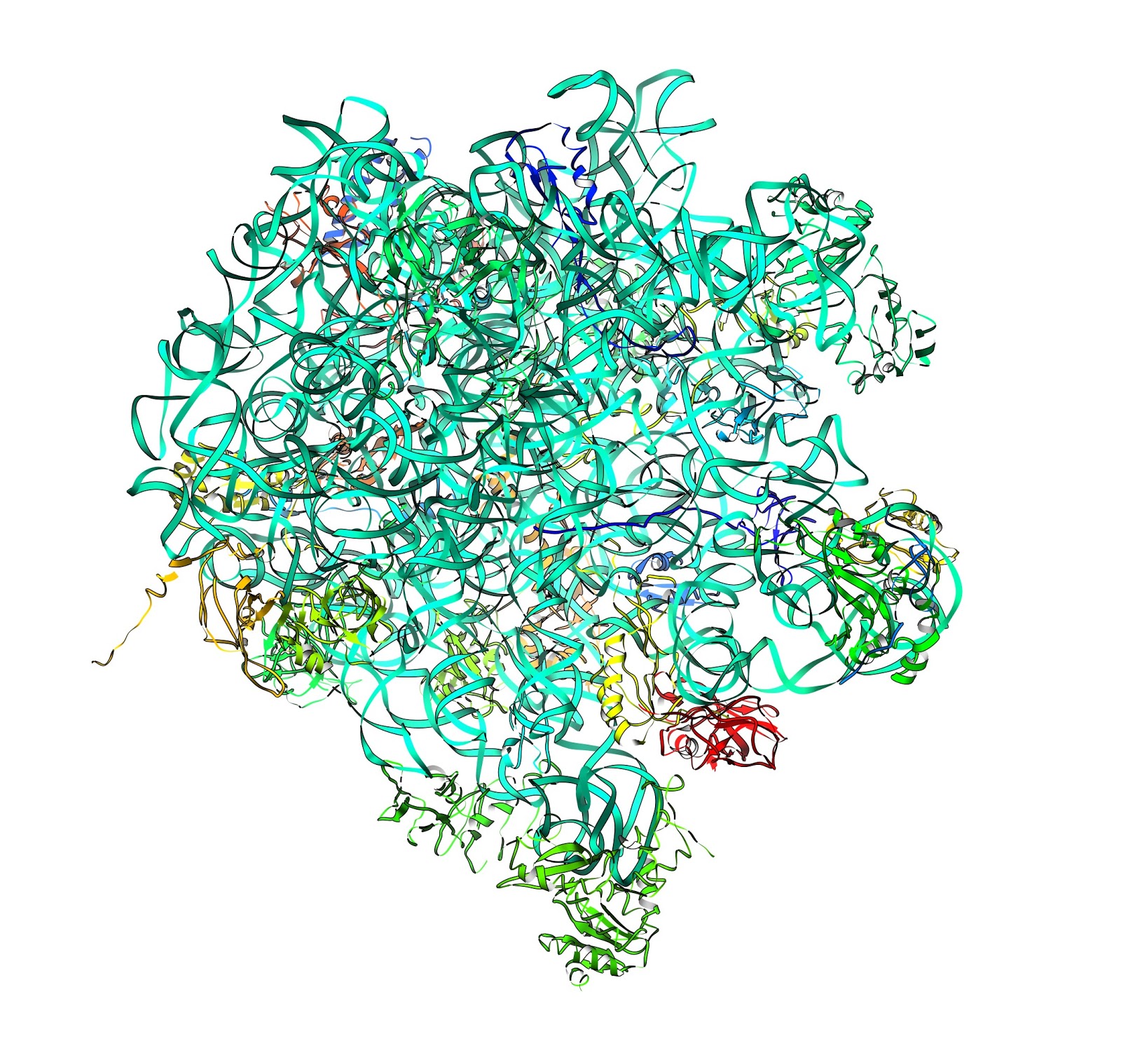 Los ribosomas - Biología