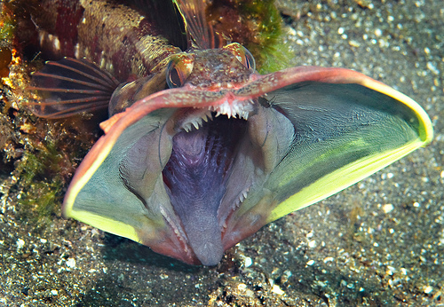 Ultra-Gross: The Sarcastic Fringehead is a fish with a REALLY big mouth.