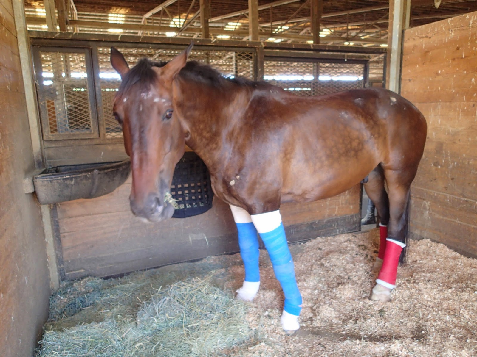 Equine & Canine Massage: Equine Manual Lymphatic Drainage (MLD)