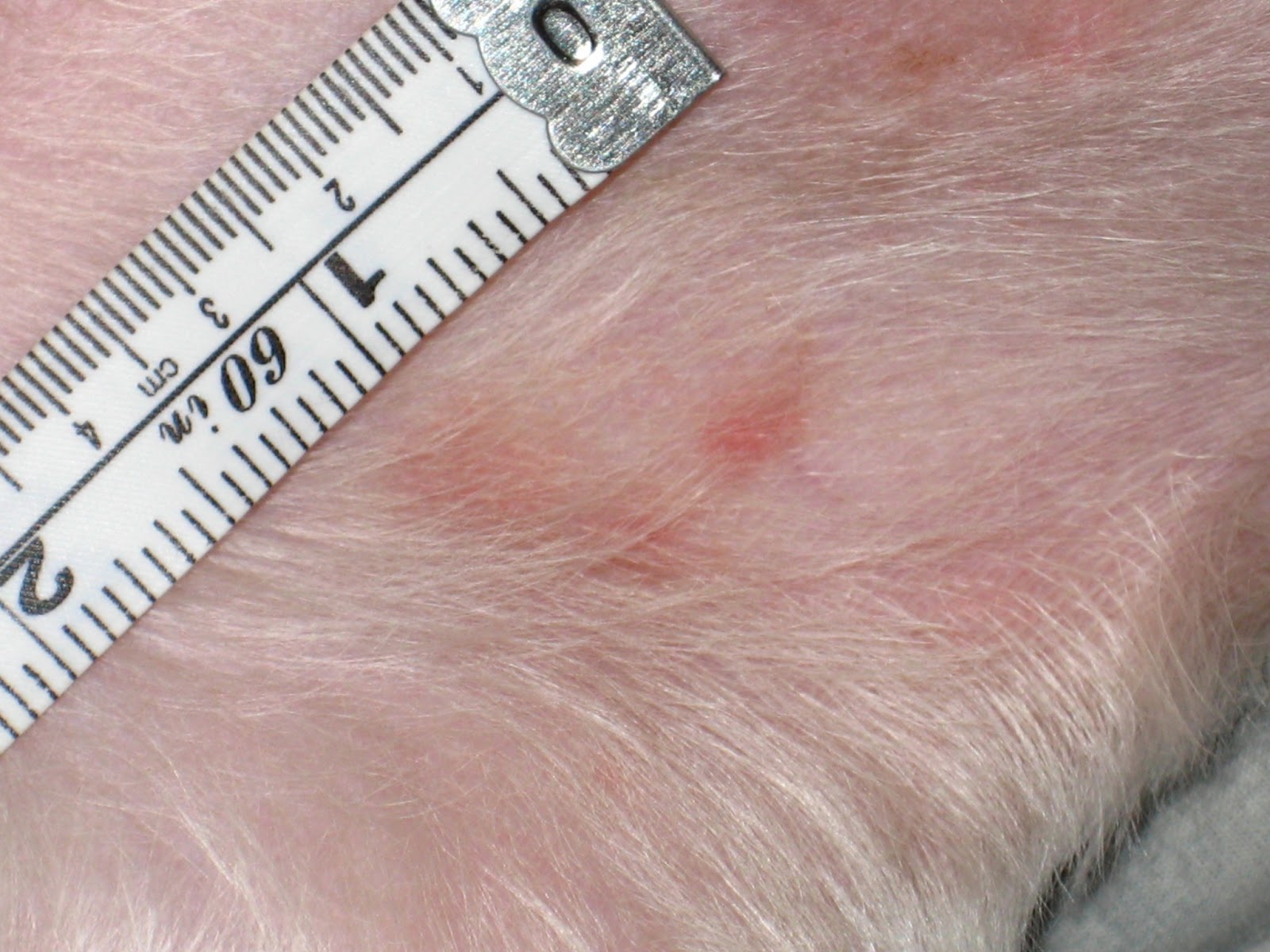 Precious Pet Palace: May 2013