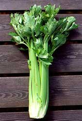 Cultivo de Apio: Características de la Especie