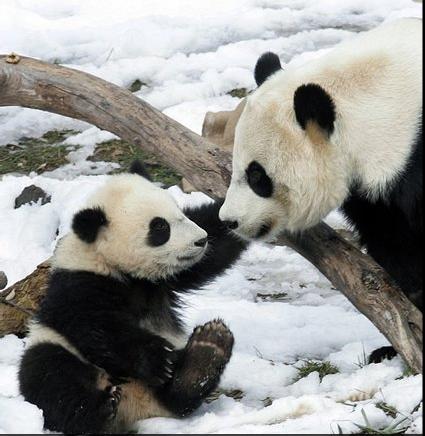 Cute Baby Panda Pictures - Funny Photos | Funny mages Gallery