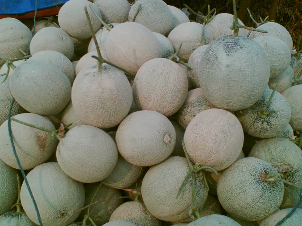 Koperasi Kakitangan Al-Ahad Selangor Berhad: Projek Pertanian Fertigasi ...