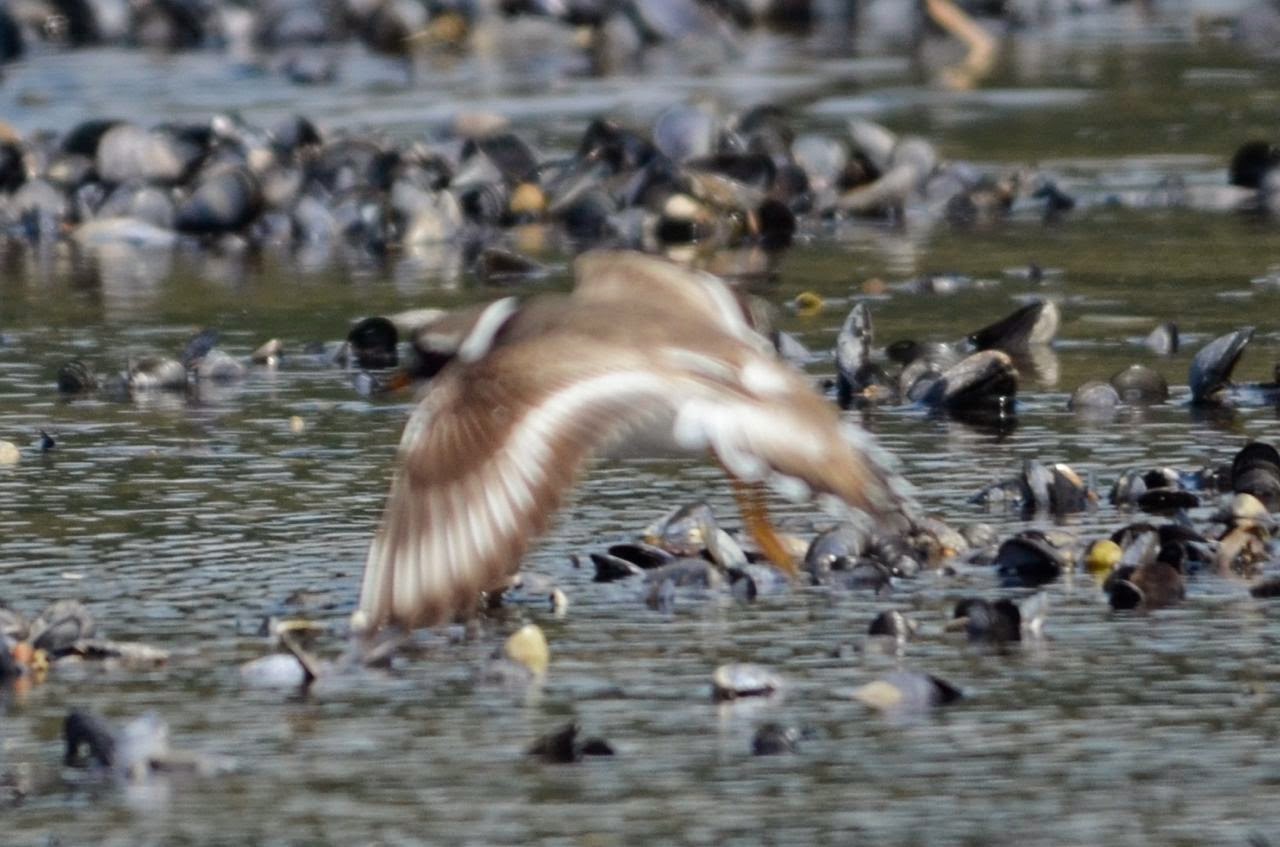 Birding with Buckley: Common Ringed Plover - same bird, new photos!