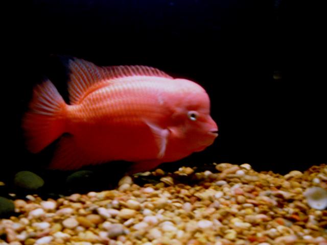 Flowerhorn The Hybrid Cichlids: Louhan Red Monkey