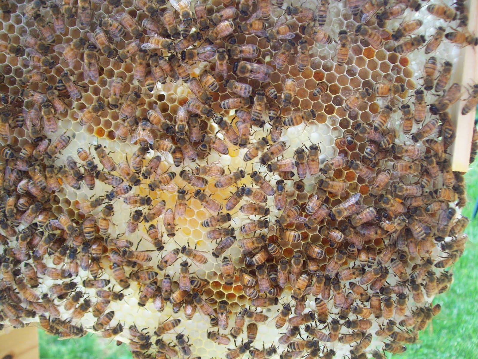 Through a Glass, Darkly: The Bees Are Capping Brood