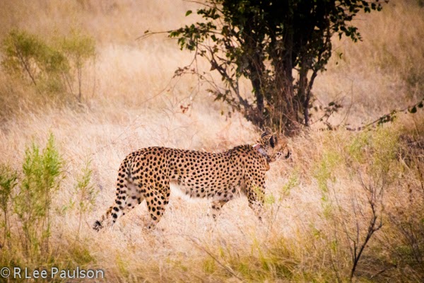 From Off the Beaten Path: Africa 13: Eagle and Cheetah
