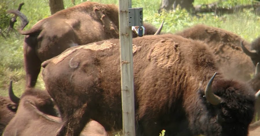 Bison rubbing on cameras