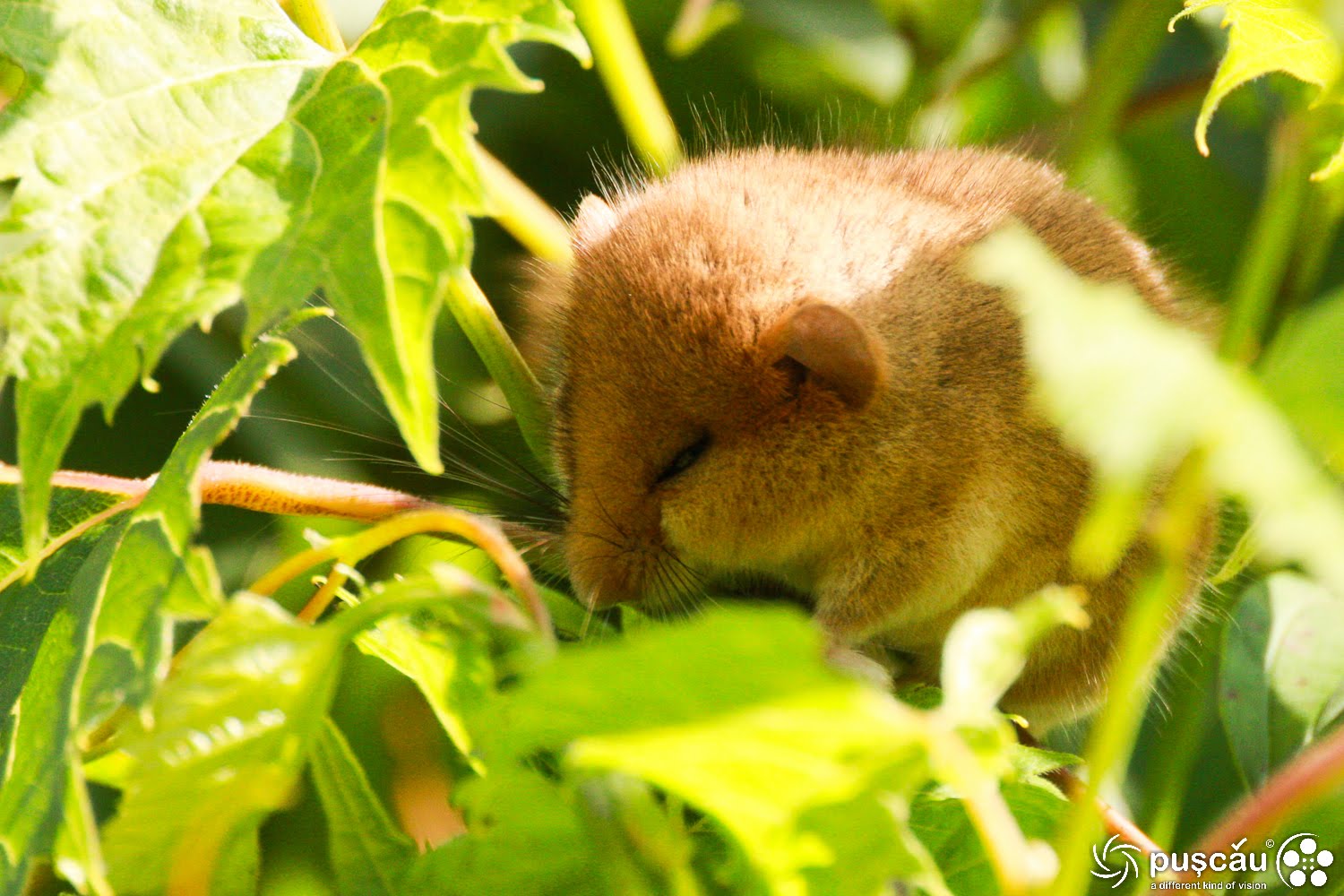 wildlife caras-severin: Parsul de alun(Muscardinus avellanarius) - Alunarul