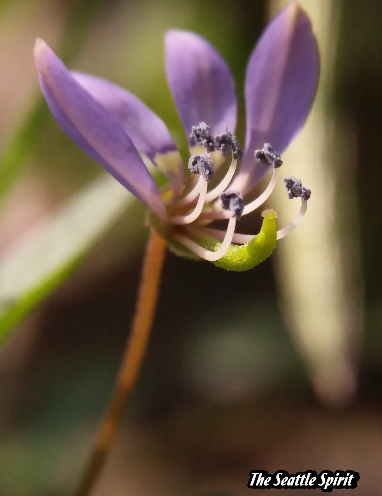 Fringed Spiderflower, Maman Ungu (Cleome rutidosperma) in Sumedang ...