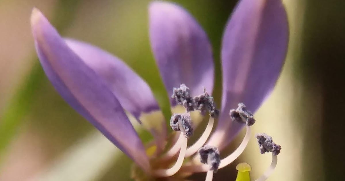 Fringed Spiderflower, Maman Ungu (Cleome rutidosperma) in Sumedang ...